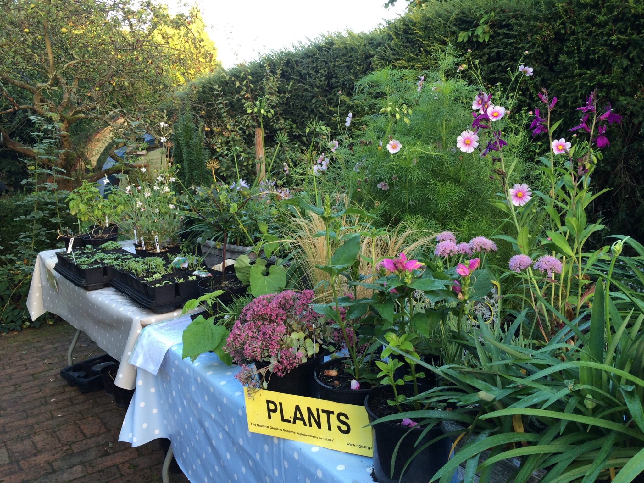 Plant stall at NGS Open Day - Garden Design Co