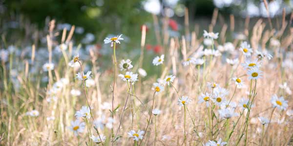 meadows - Garden Design Co